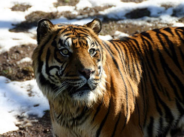 Animals Endemic to China Near Extinction